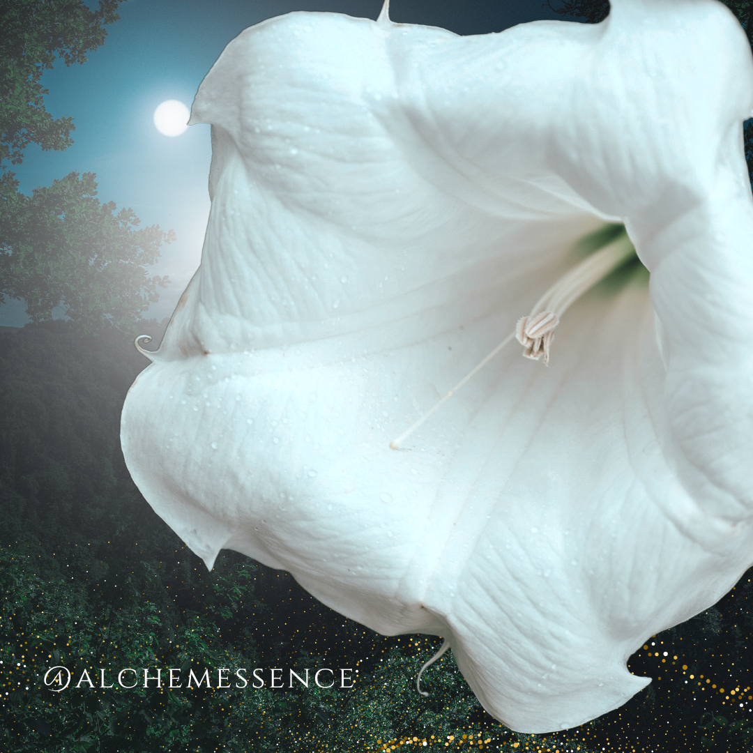 All About Flower Essences: How to Partner with Plants for Whole-Self ...