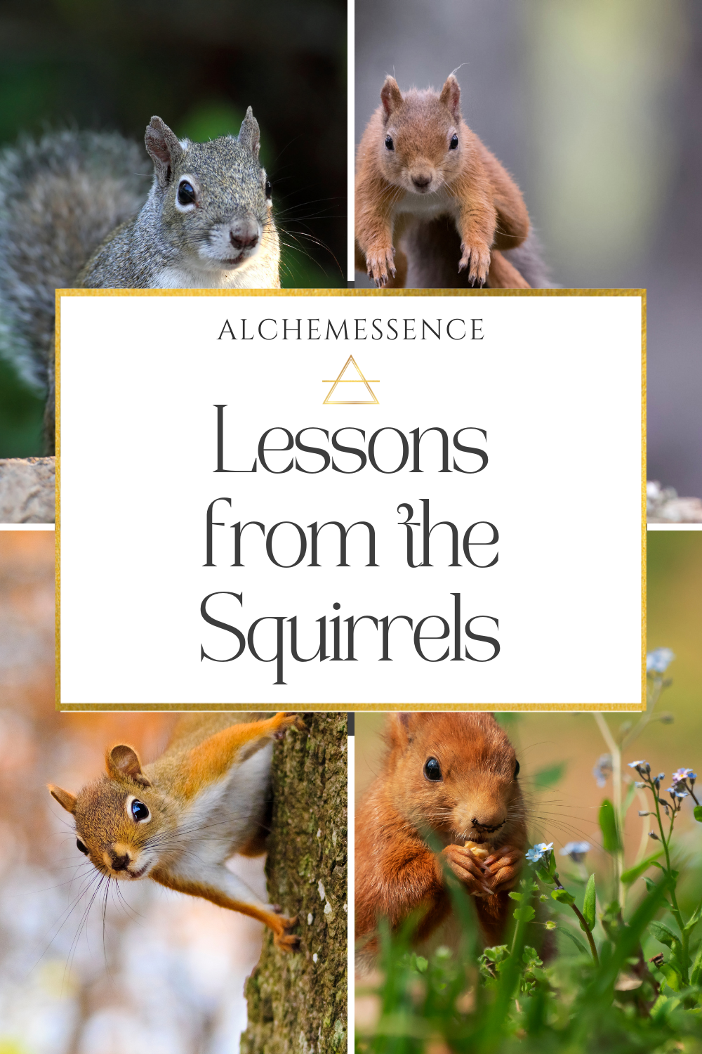 Lessons from Squirrels — Alchemessence™
