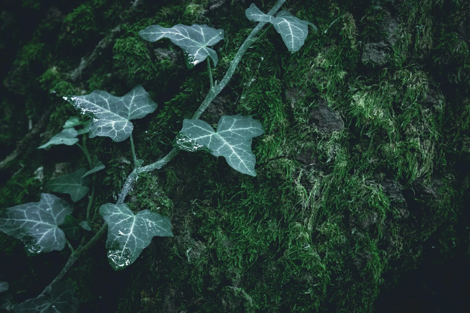 Wild Alchemy Ritual Guide | Unlock Sacred Magic — Alchemessence™