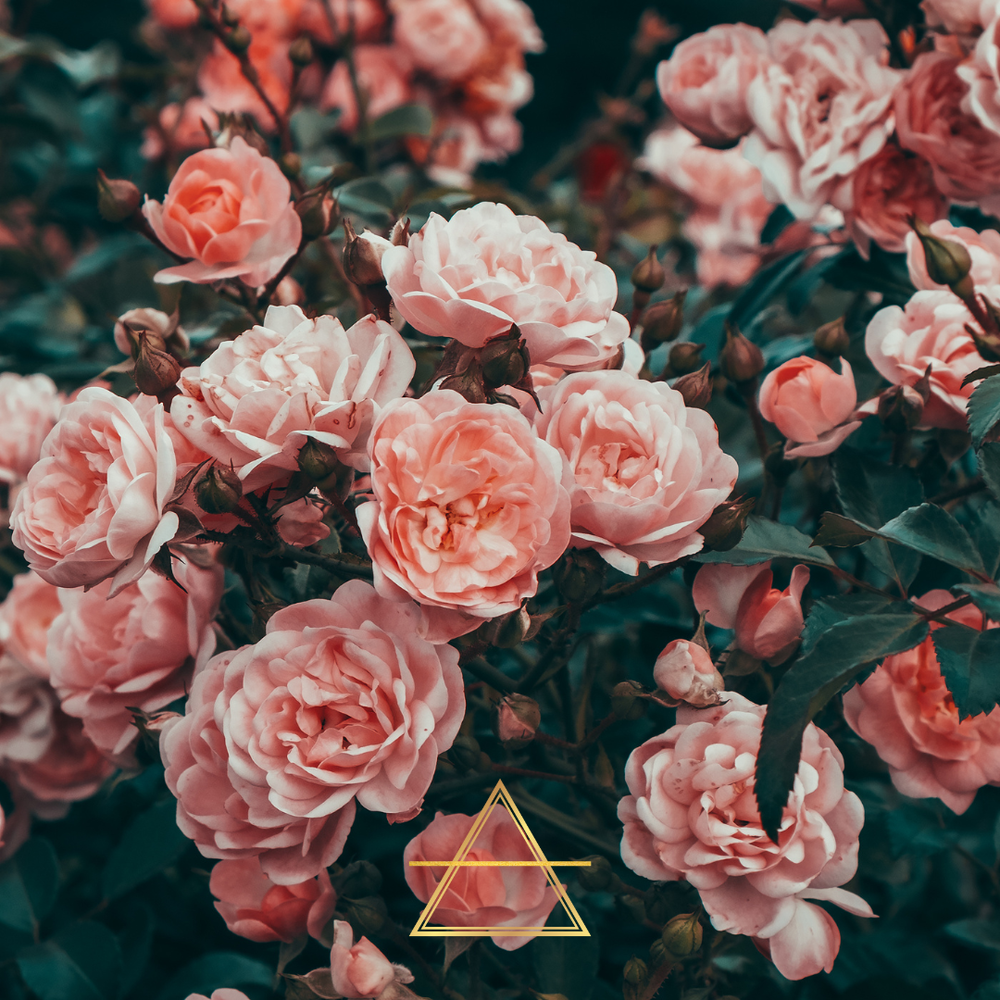 Flower Essences — Alchemessence™