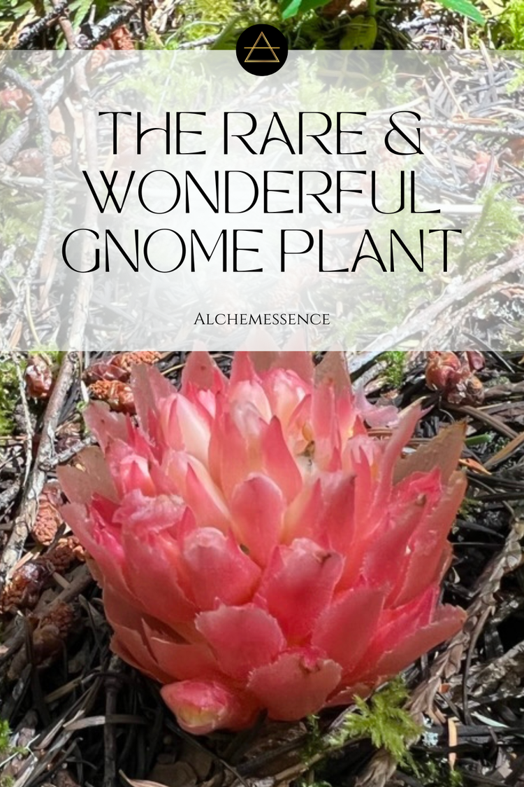 The Magic and Medicine of Gnome Plant — Alchemessence™