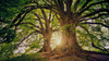 Who Are the Ancestors? (Discover the three types of ancestral spirits ...