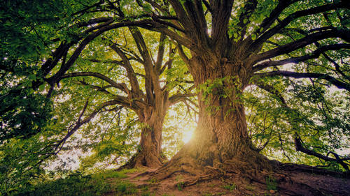 Who Are the Ancestors? (Discover the three types of ancestral spirits ...