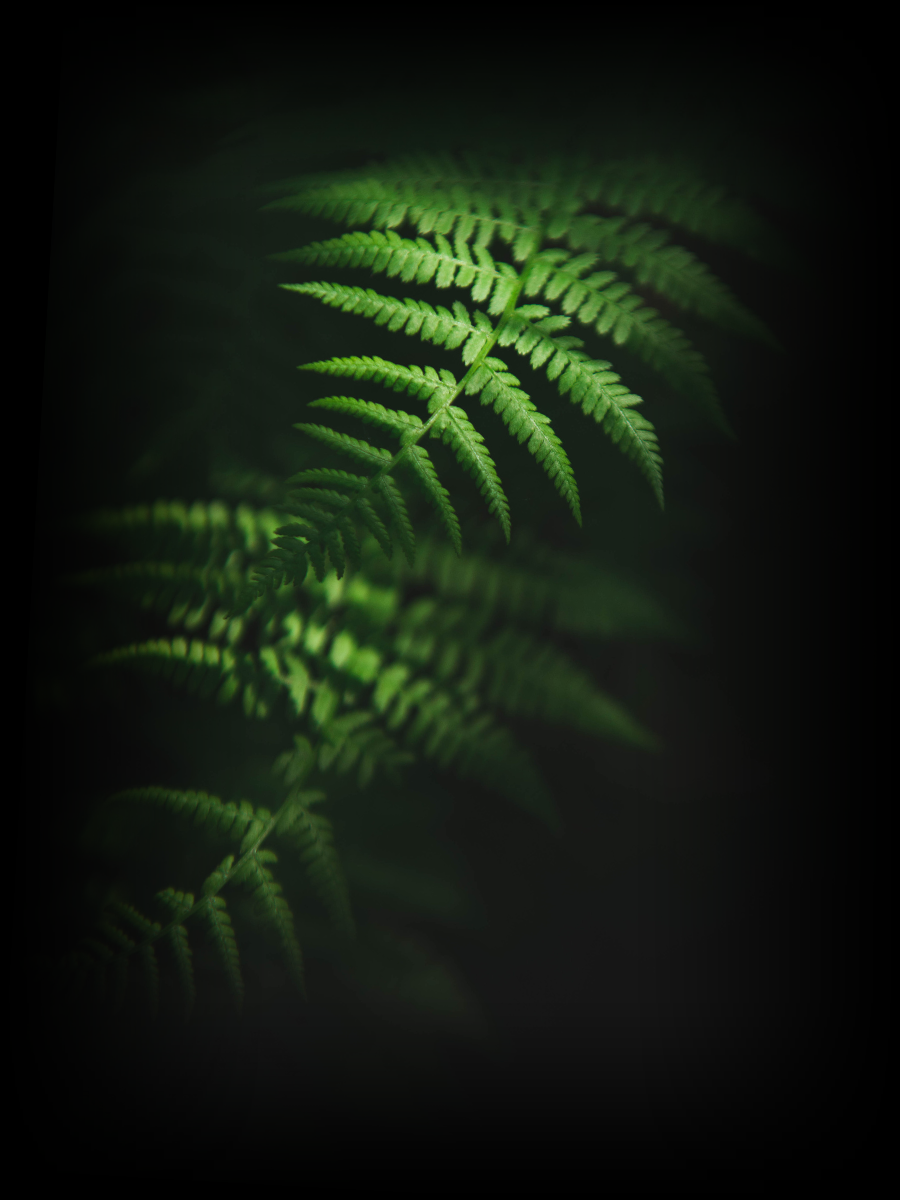 Wild Alchemy Ritual Guide | Unlock Sacred Magic — Alchemessence™