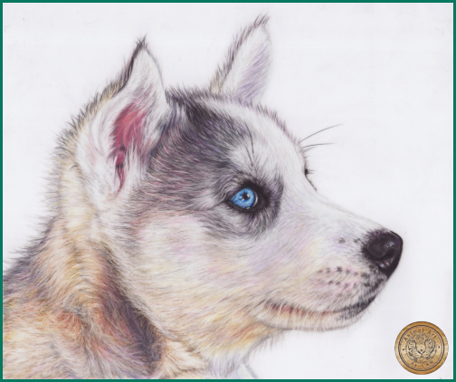 How To Draw A Realistic Husky Dog Step By Step