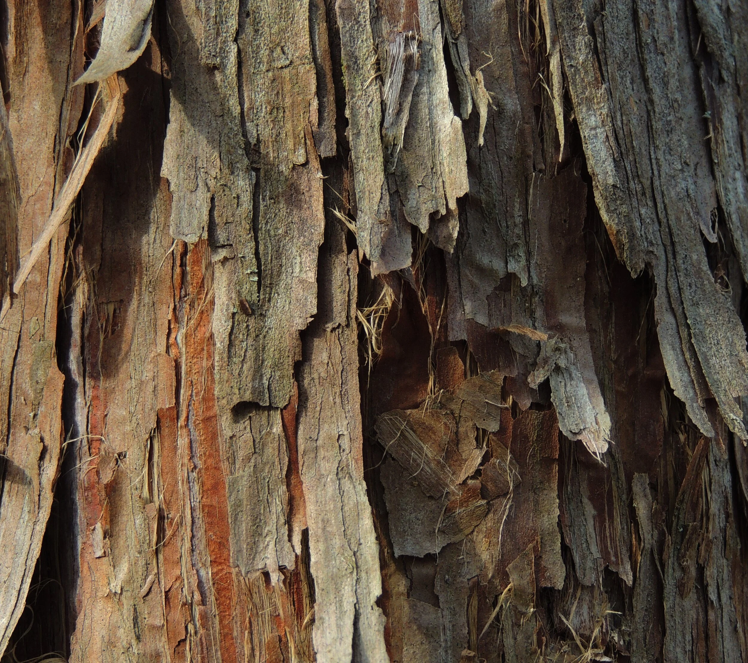Cedarwood Distribution