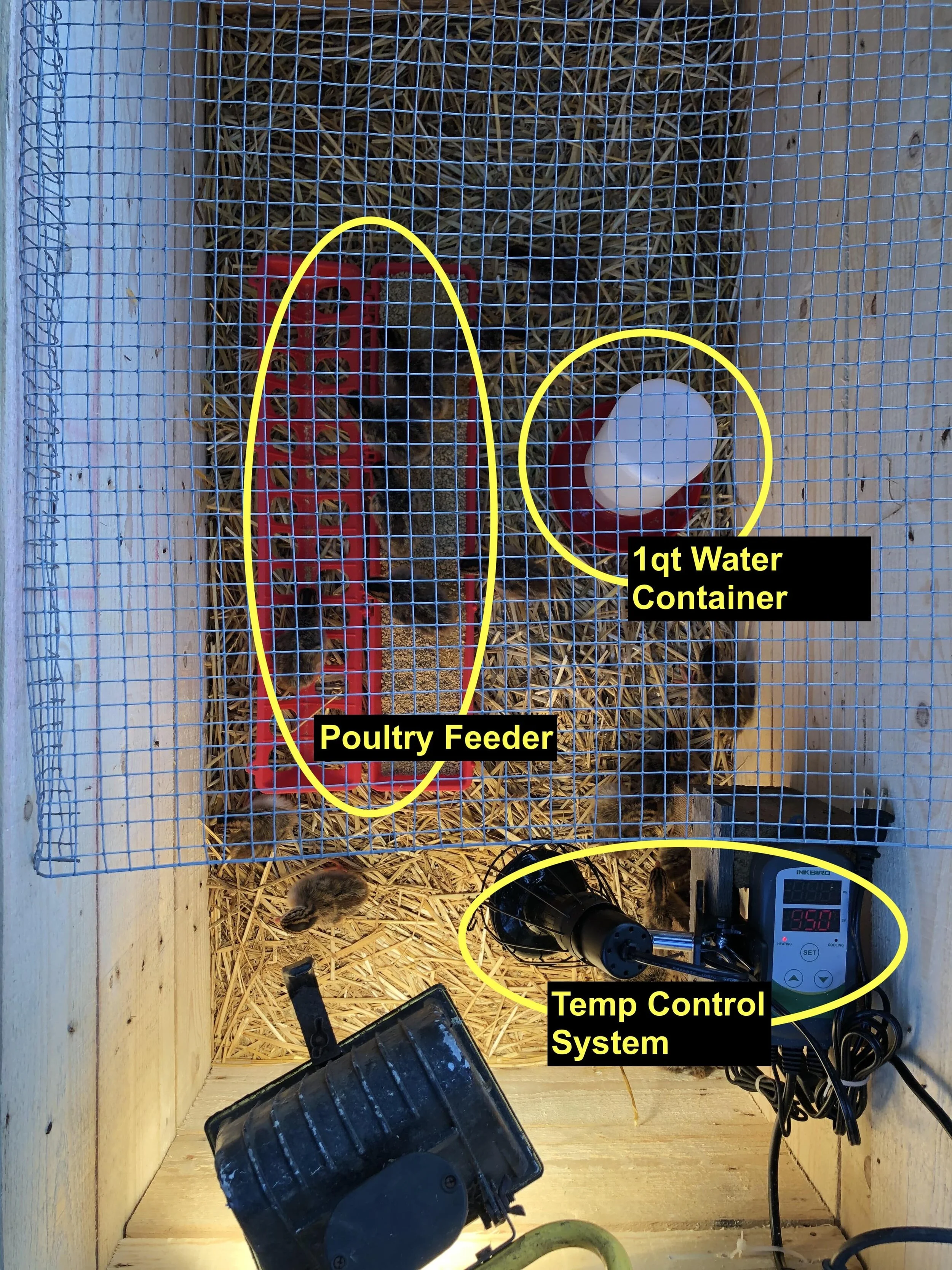 How to Raise Day Old Guinea Fowl Keets in a Brooder — Greig Farm