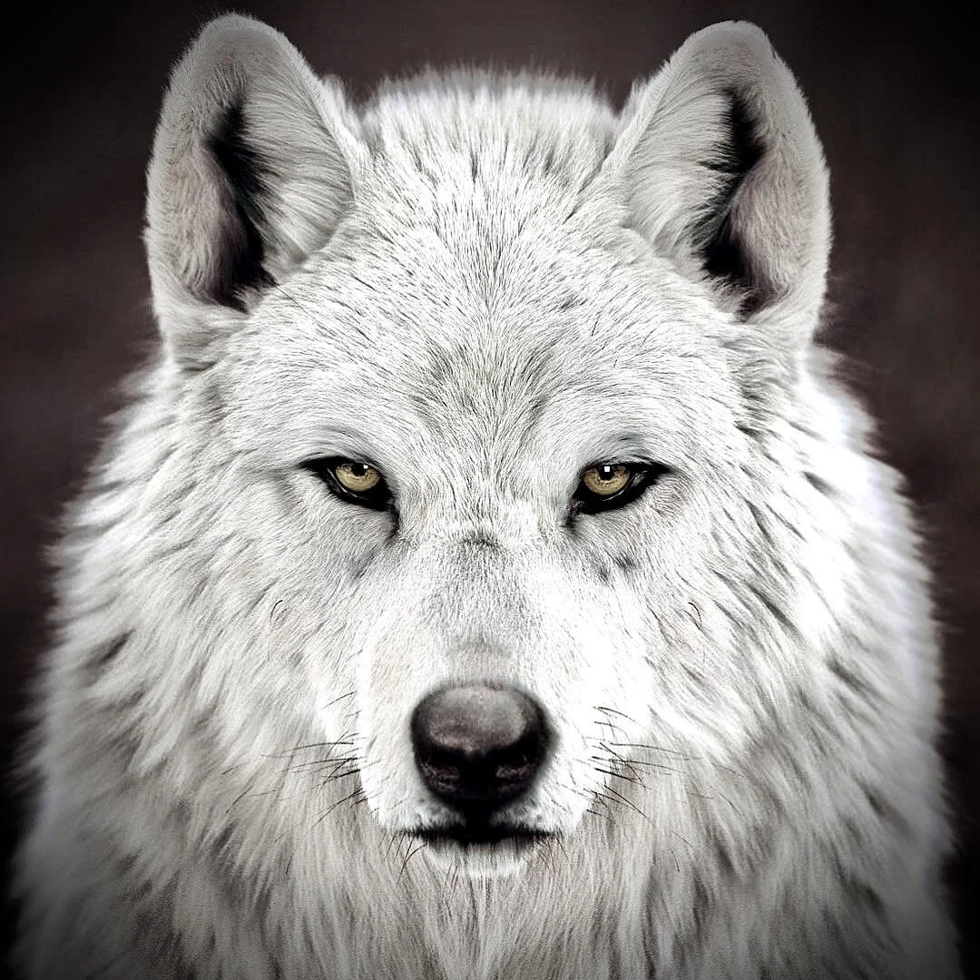 White Wolf Face
