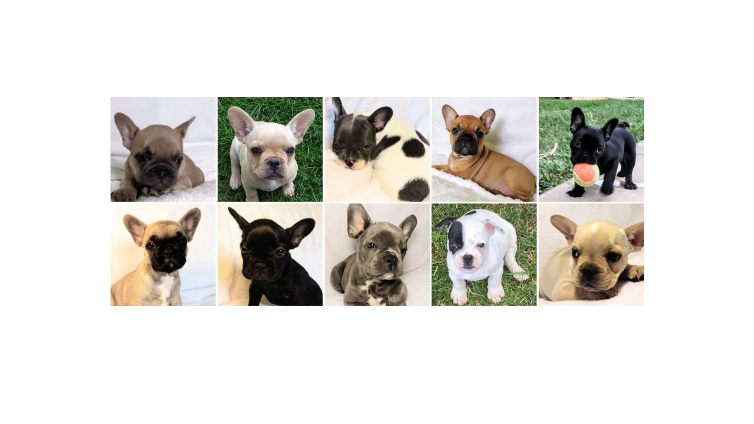 Mecham Family kennels