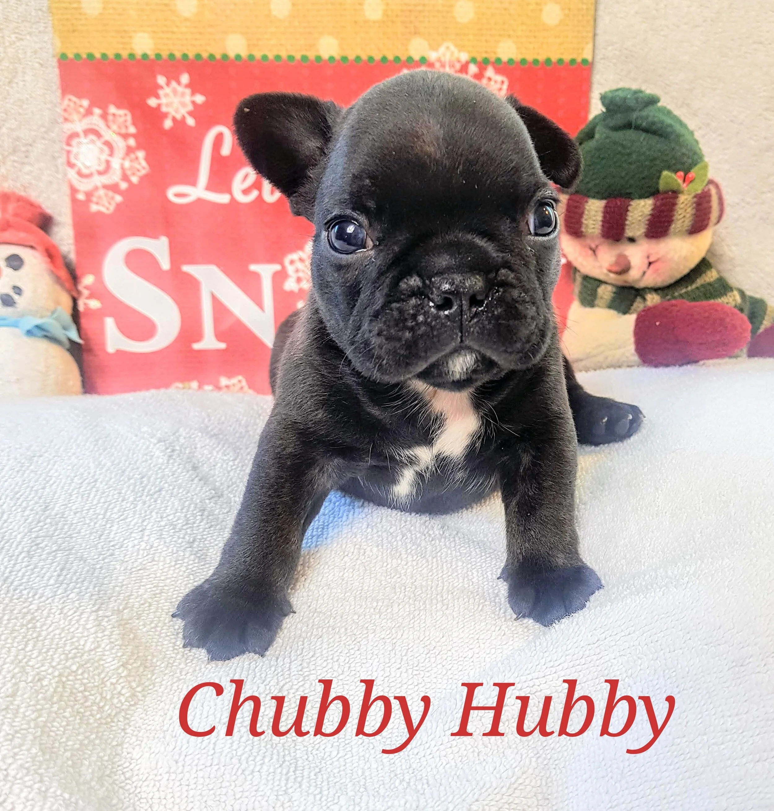 Chubby French Bulldog Puppies