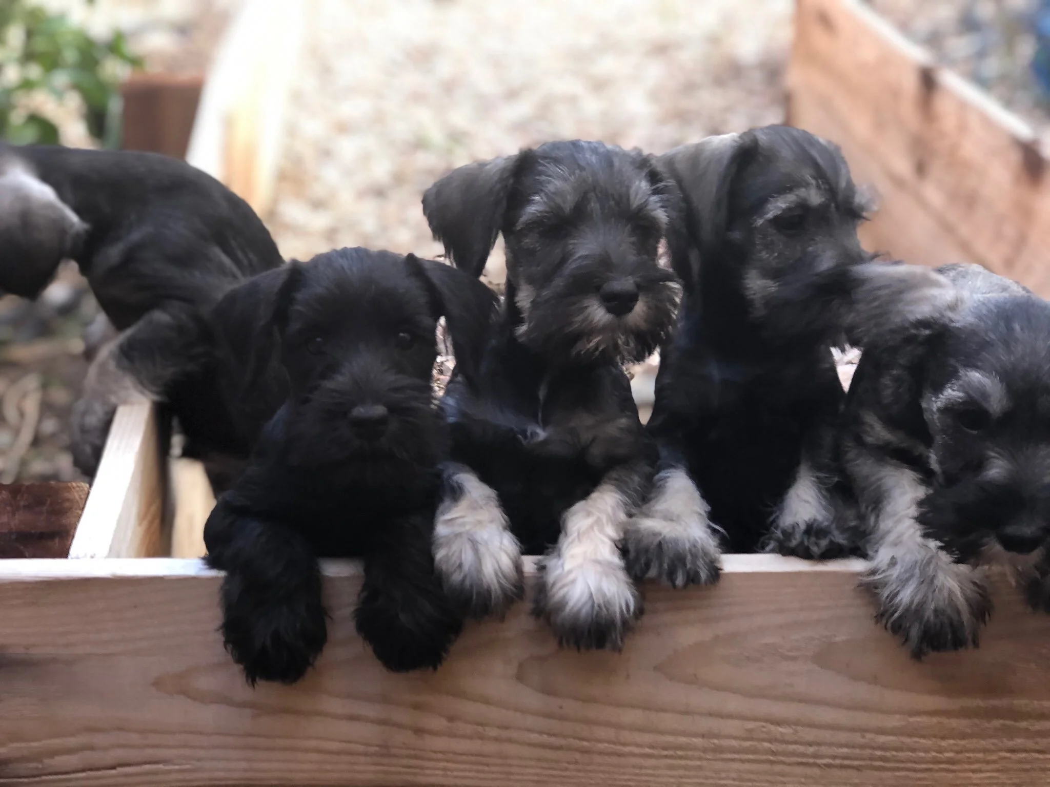 Miniature Schnauzers — Mecham Family kennels