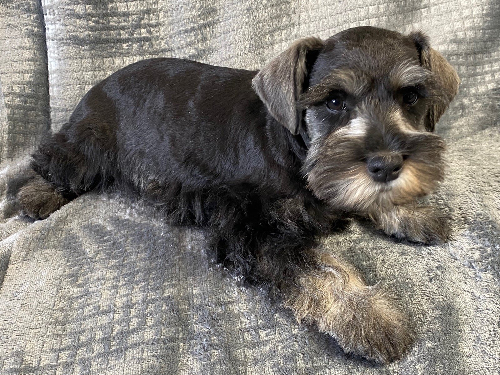 Miniature Schnauzers — Mecham Family kennels