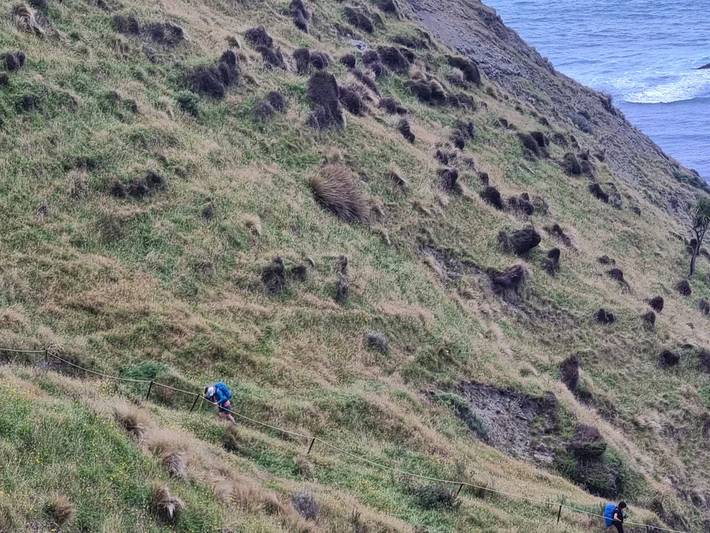 The Tora Coastal Hike: Wild Beauty, Rugged Trails & Our New Zealand ...