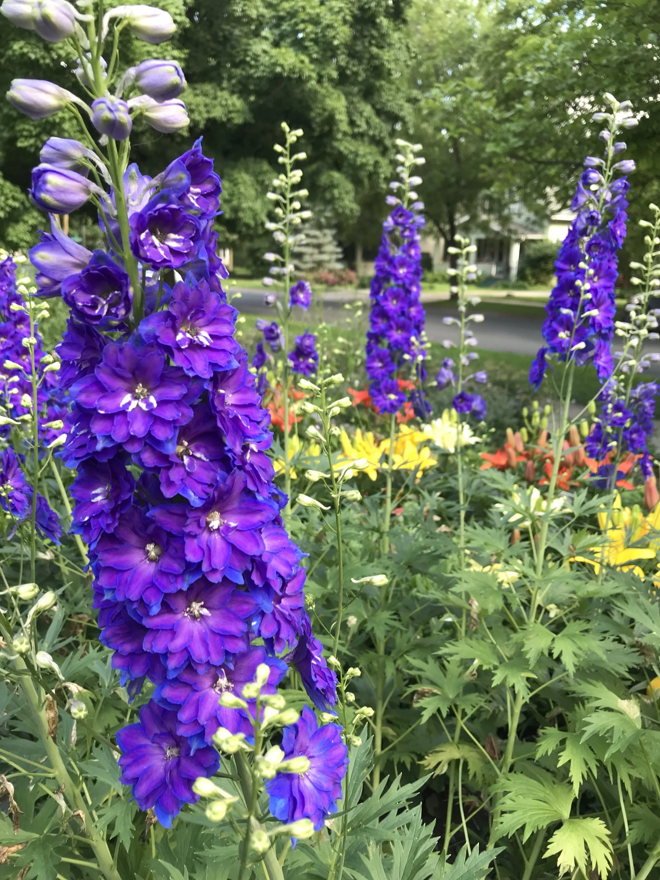 Photo Gallery — Flutterby Flower Farm