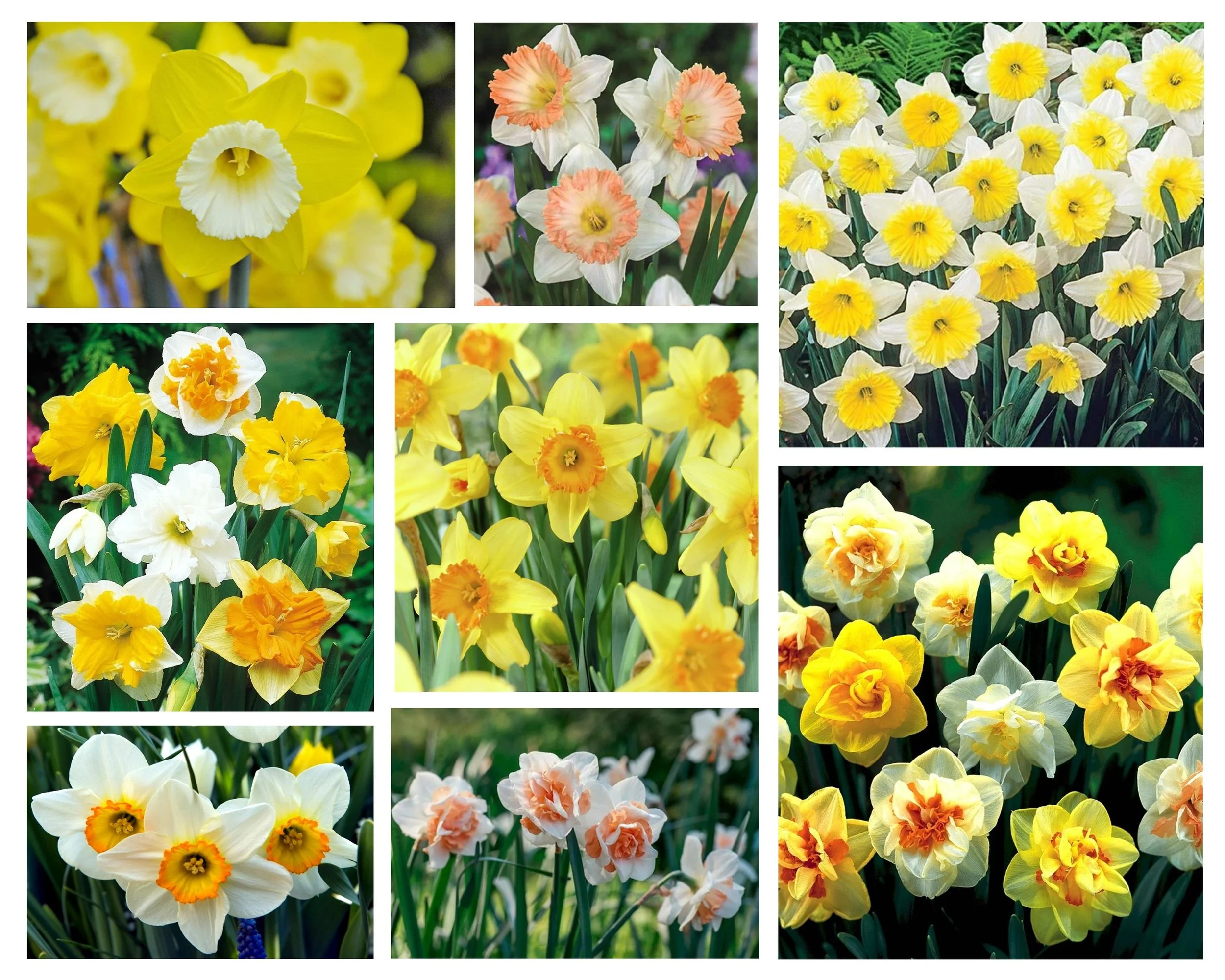 Spring (May) — Flutterby Flower Farm