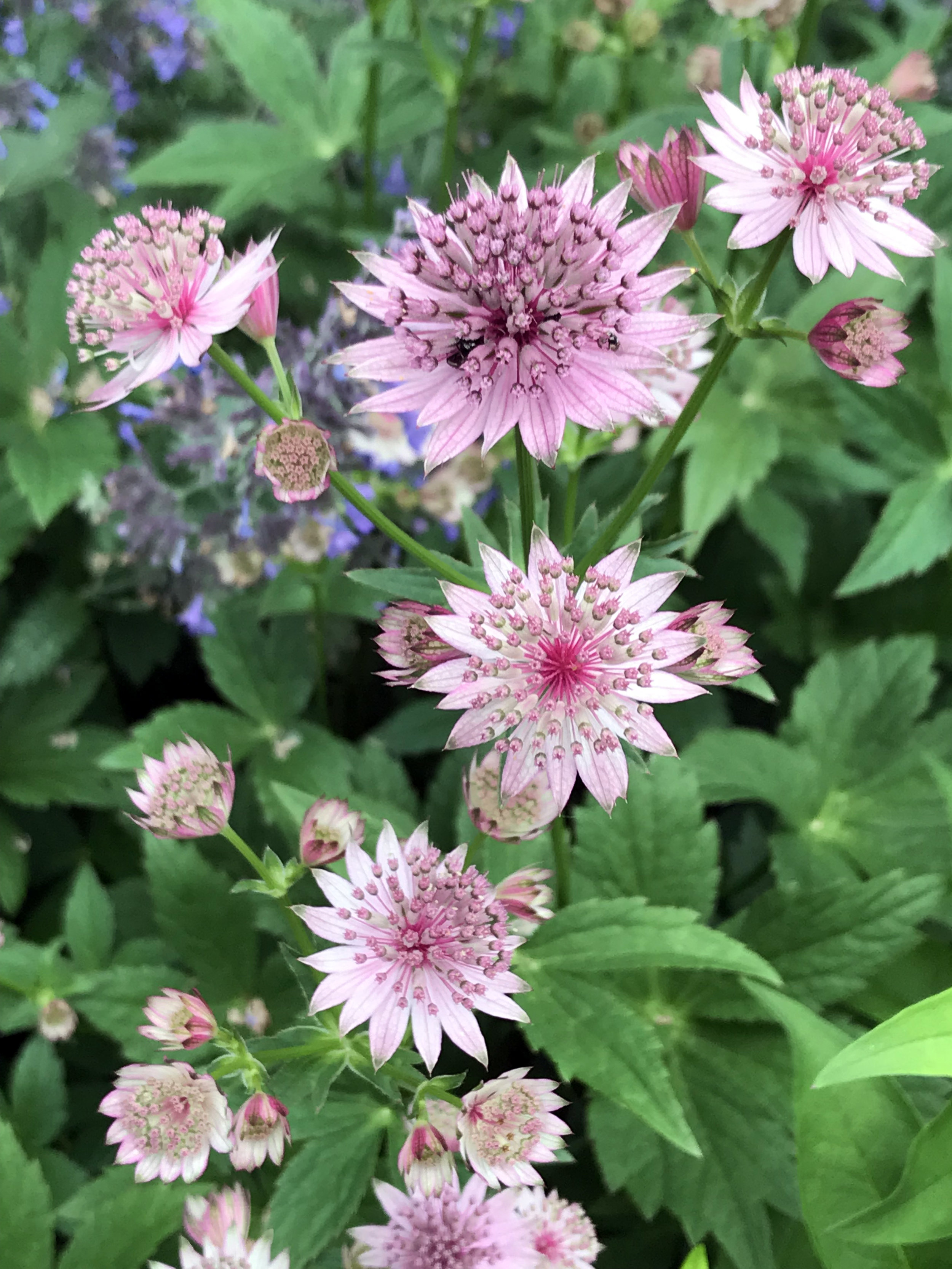 Photo Gallery — Flutterby Flower Farm