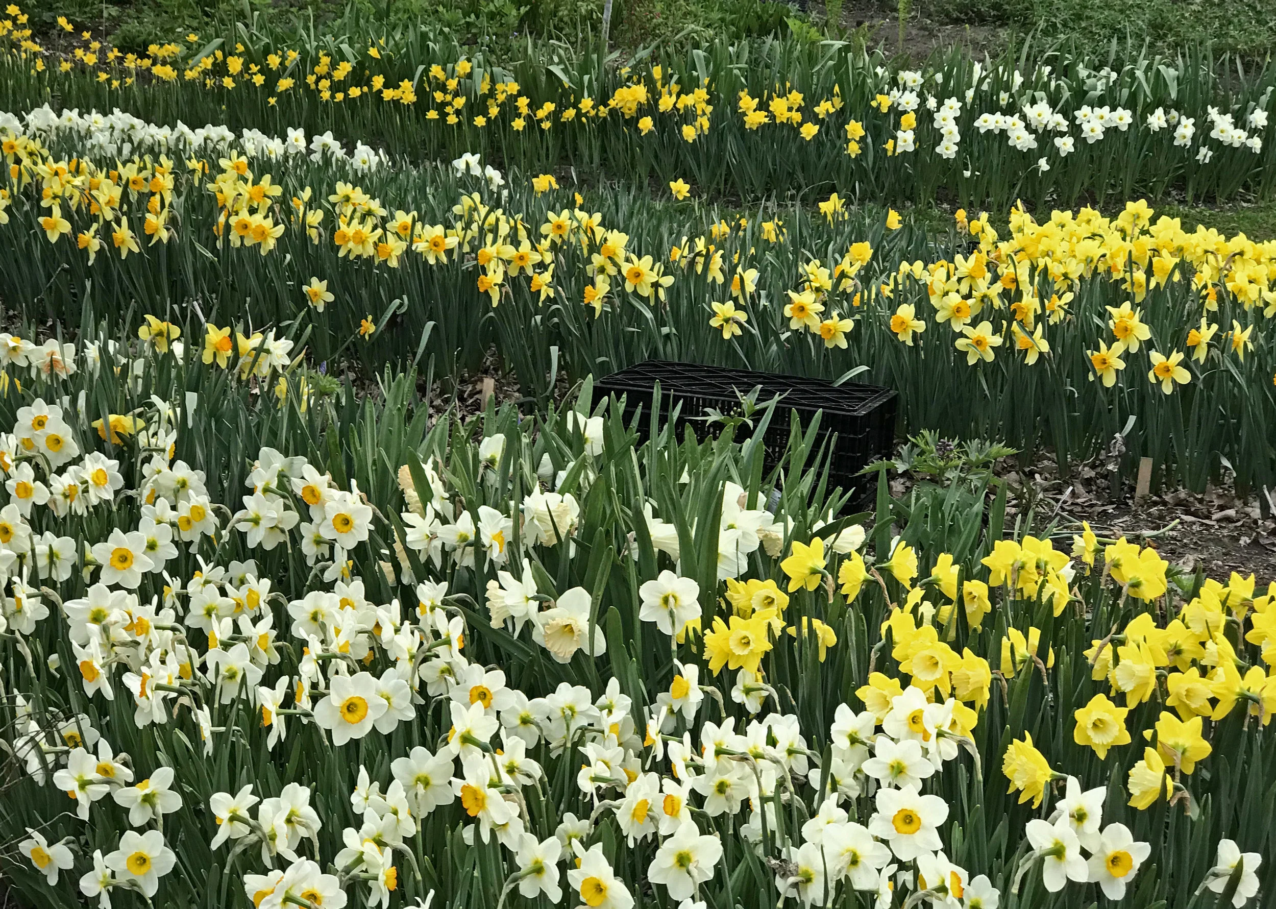 Photo Gallery — Flutterby Flower Farm