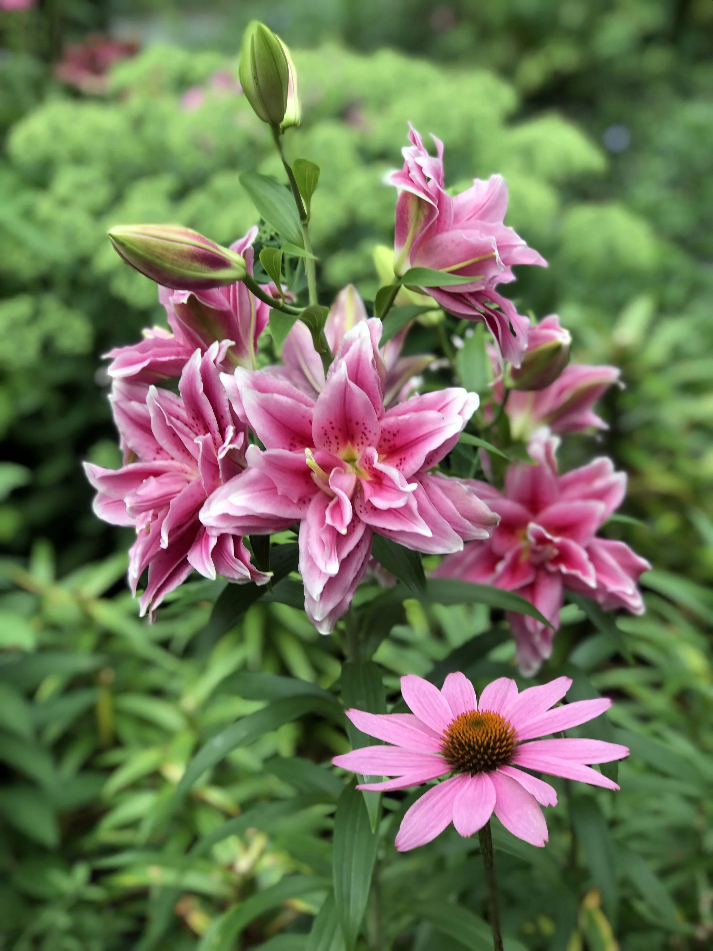 Photo Gallery — Flutterby Flower Farm