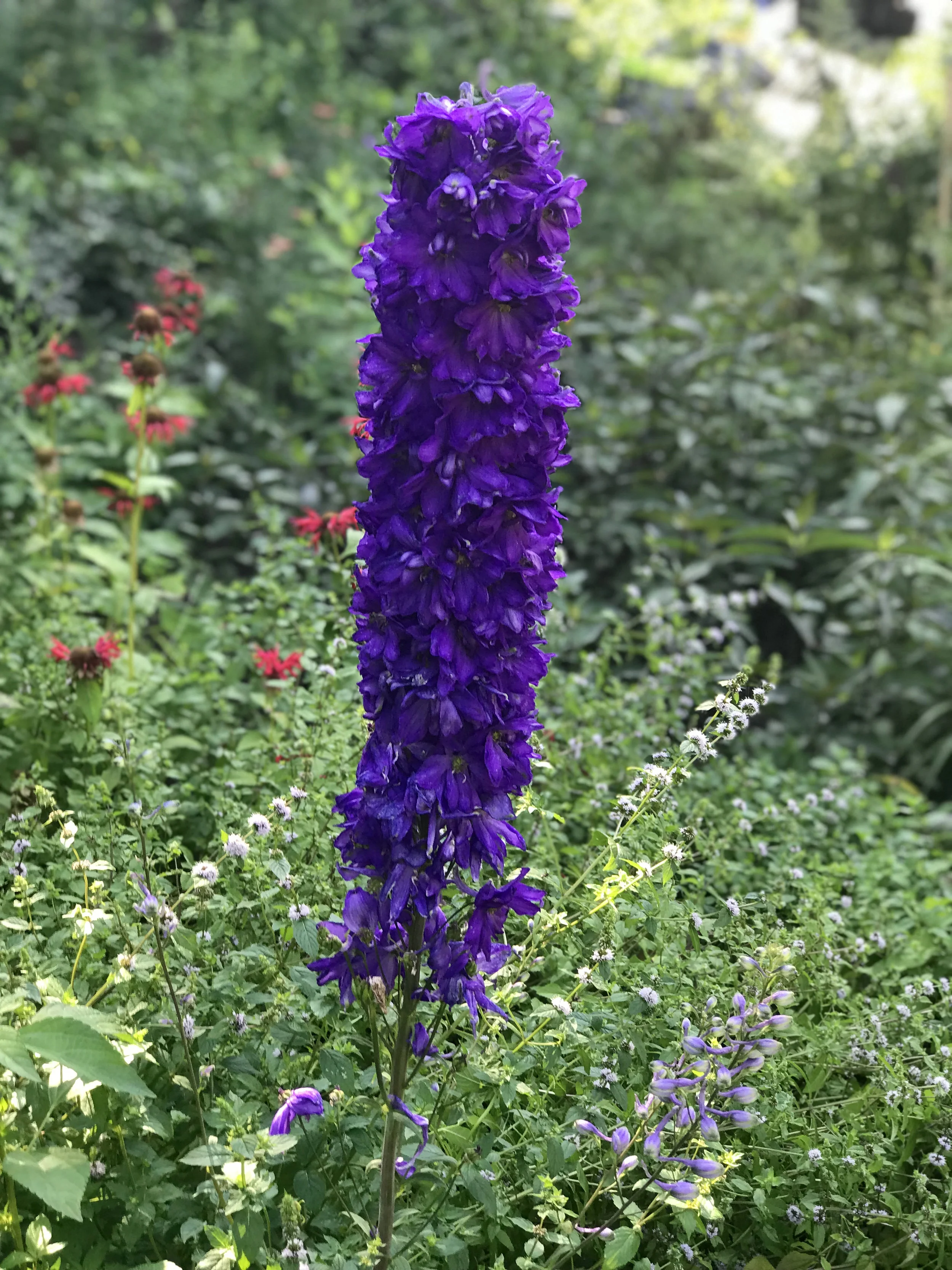 Photo Gallery — Flutterby Flower Farm