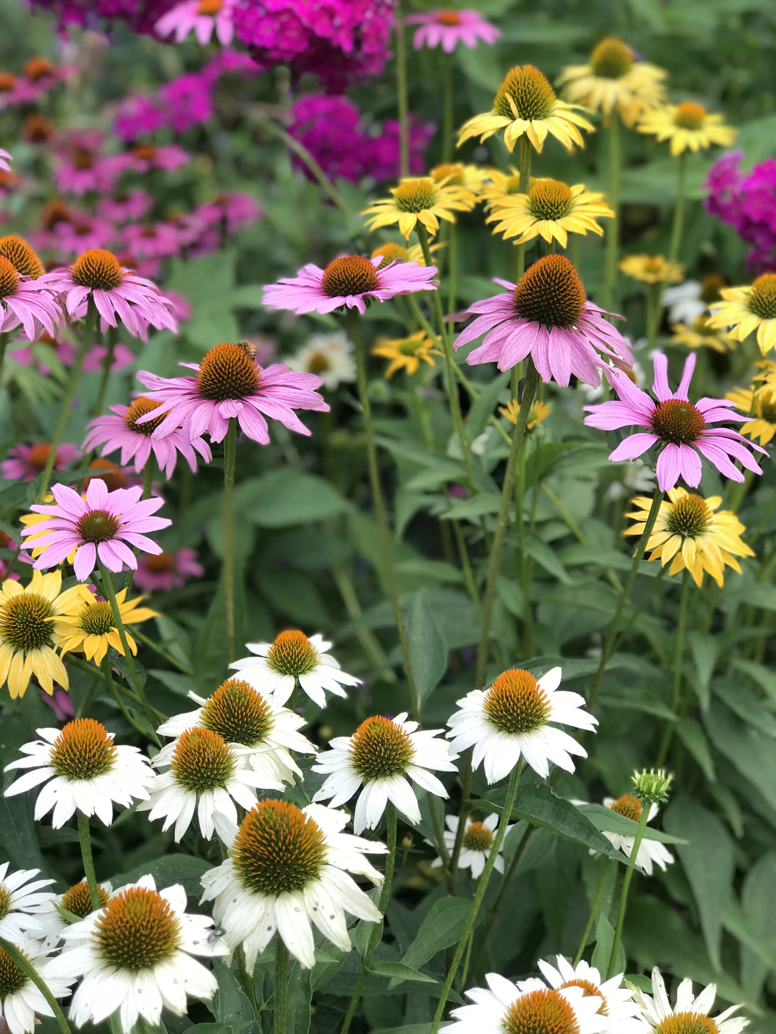 Photo Gallery — Flutterby Flower Farm