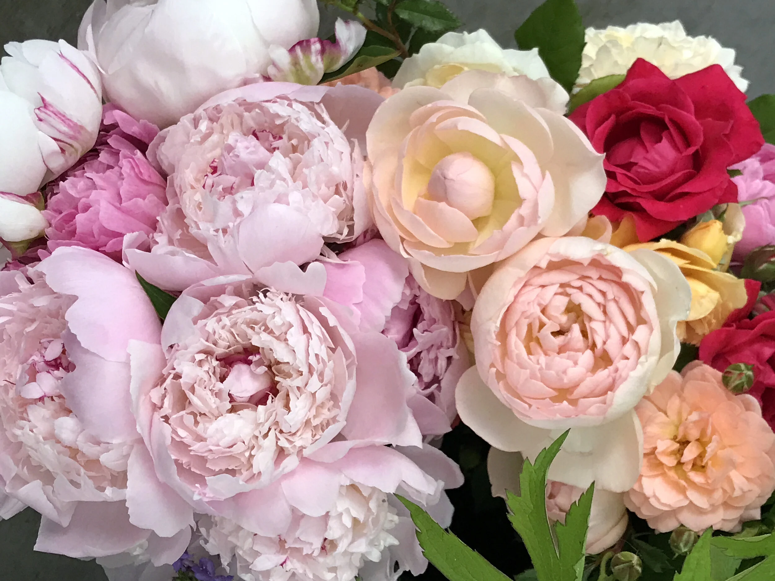 Photo Gallery — Flutterby Flower Farm