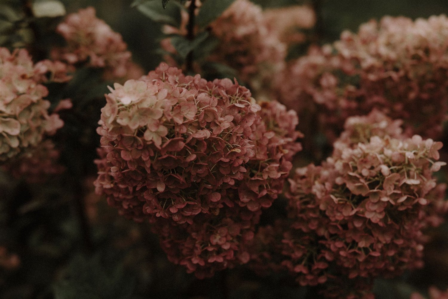 Nature Wedding Venue . Anna & Rob . 9.7.24 — THE MAPLES ESTATE