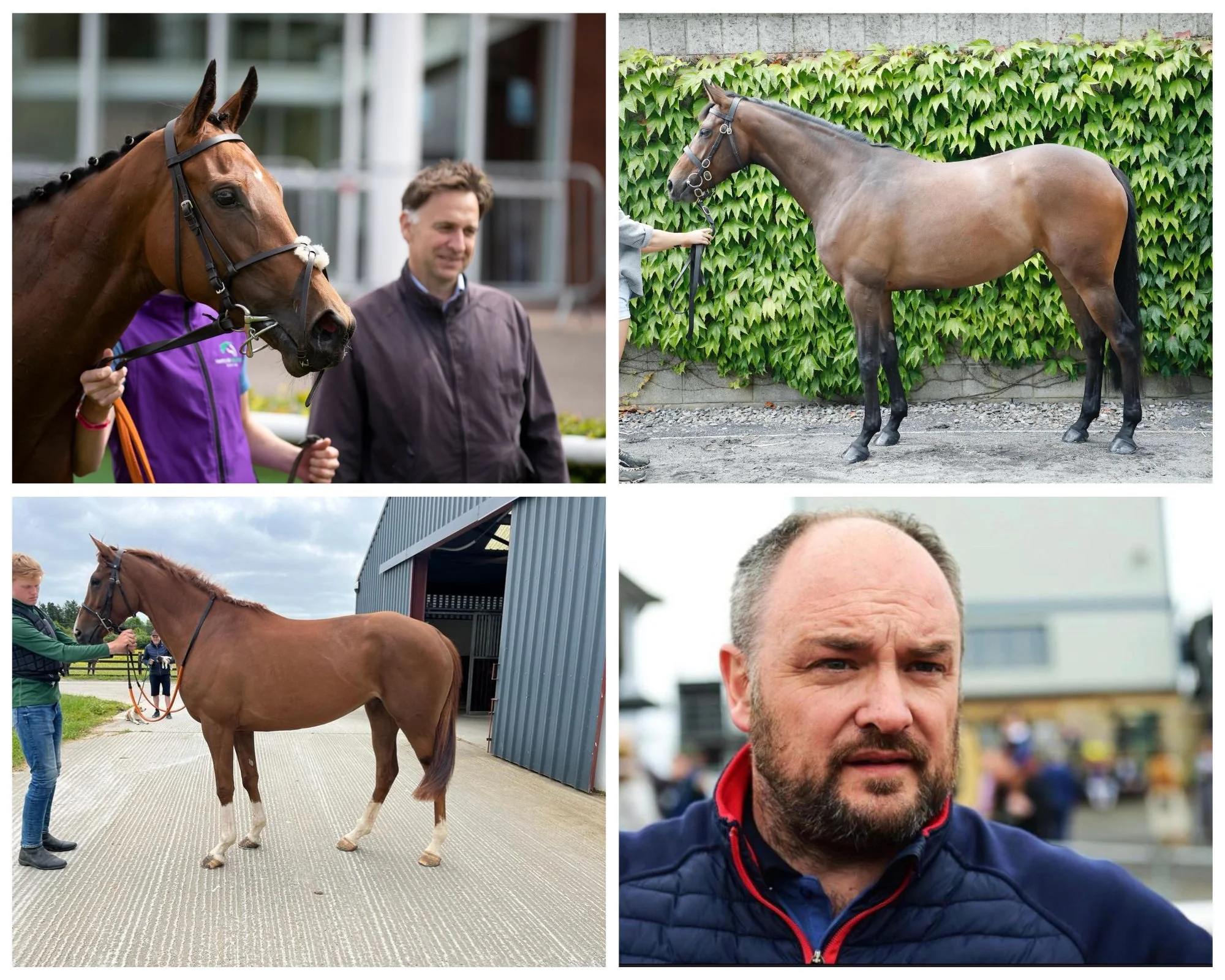 Racehorse Shares | Syndicates.Racing