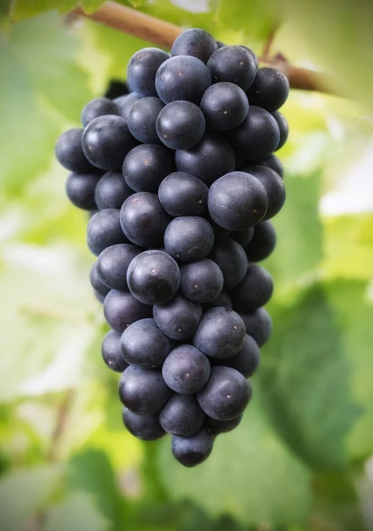 Award-Winning Wines - Gali Vineyards in Downtown Los Gatos — Gali Vineyards