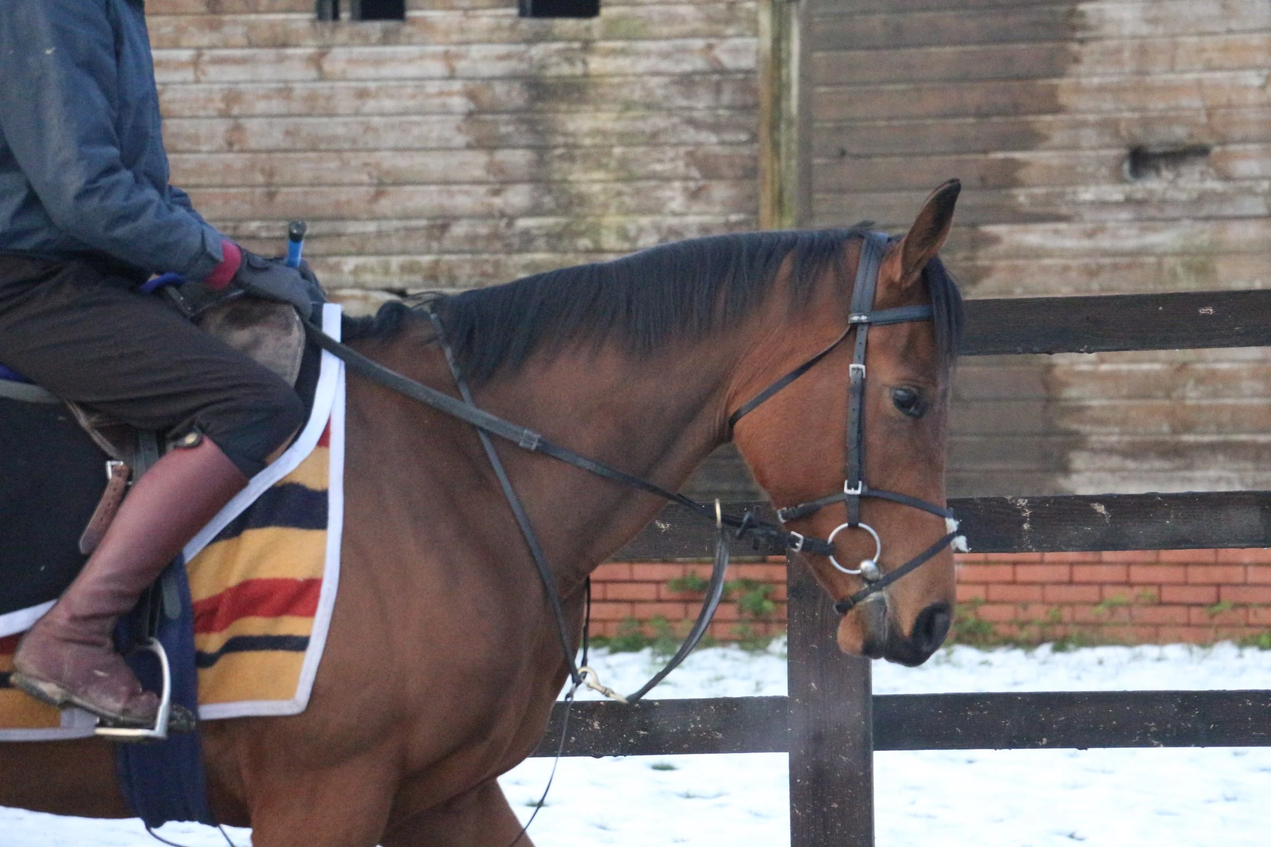 HORSES / TRAINERS — Michael Owen Racing Club