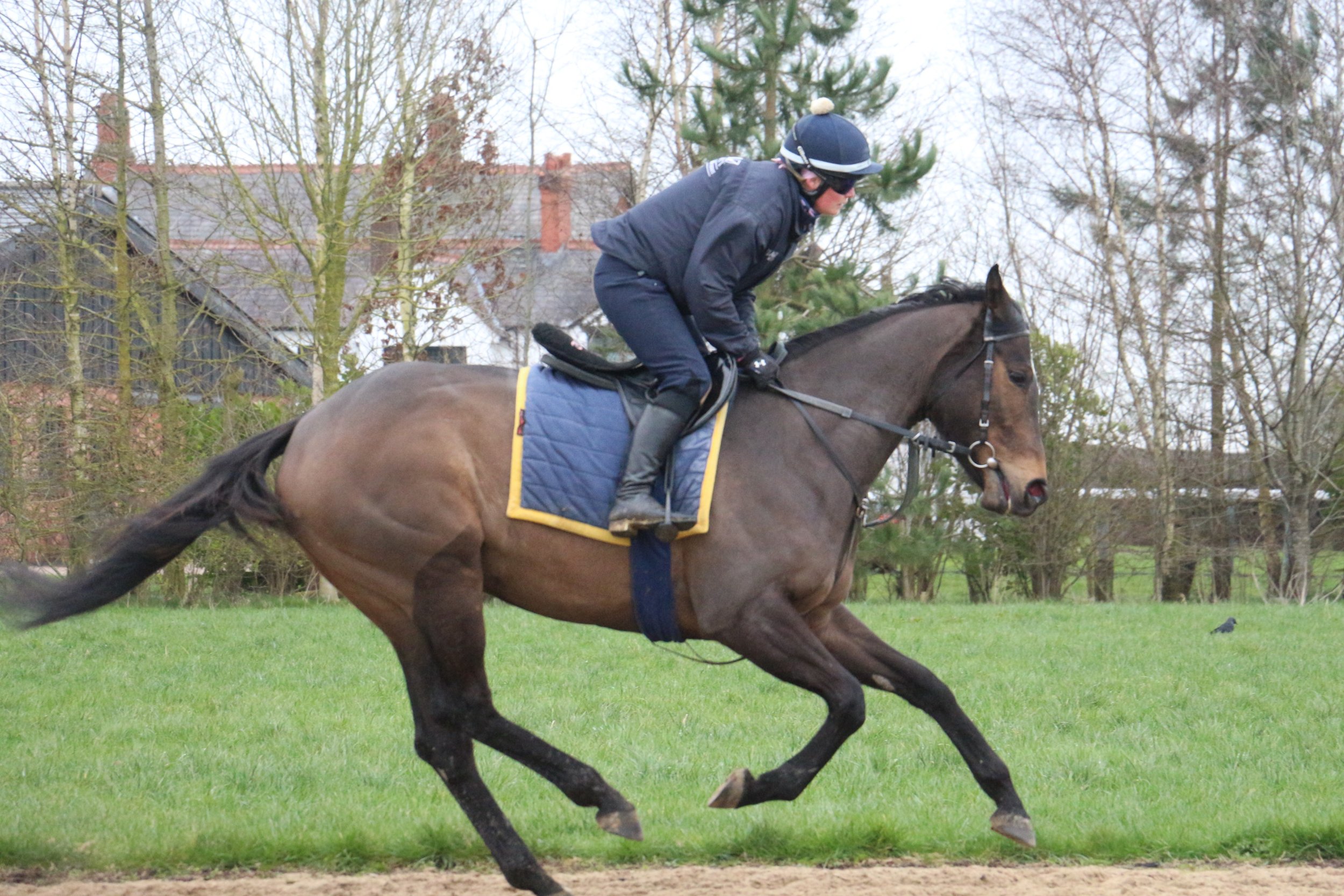 HORSES / TRAINERS — Michael Owen Racing Club