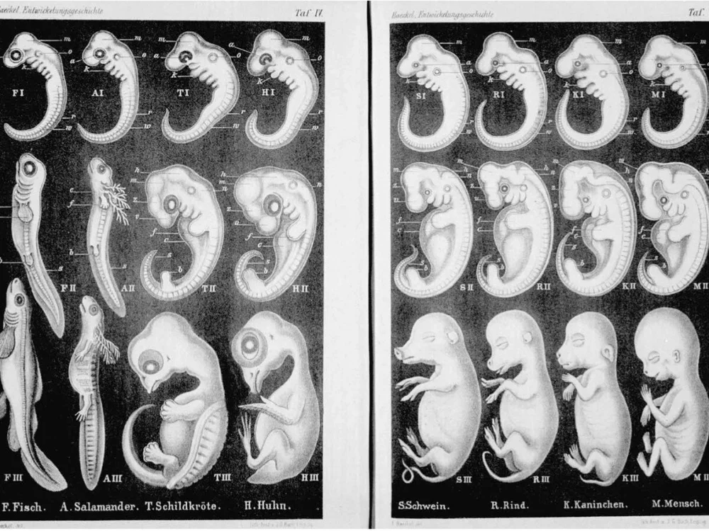 Back to the womb - exploring Ernst Haeckel's infamous embryo drawings ...