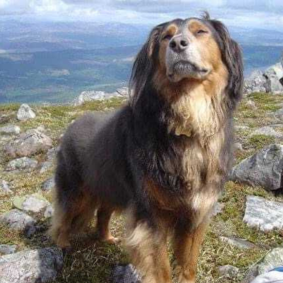 Dexter The Wonder Dog