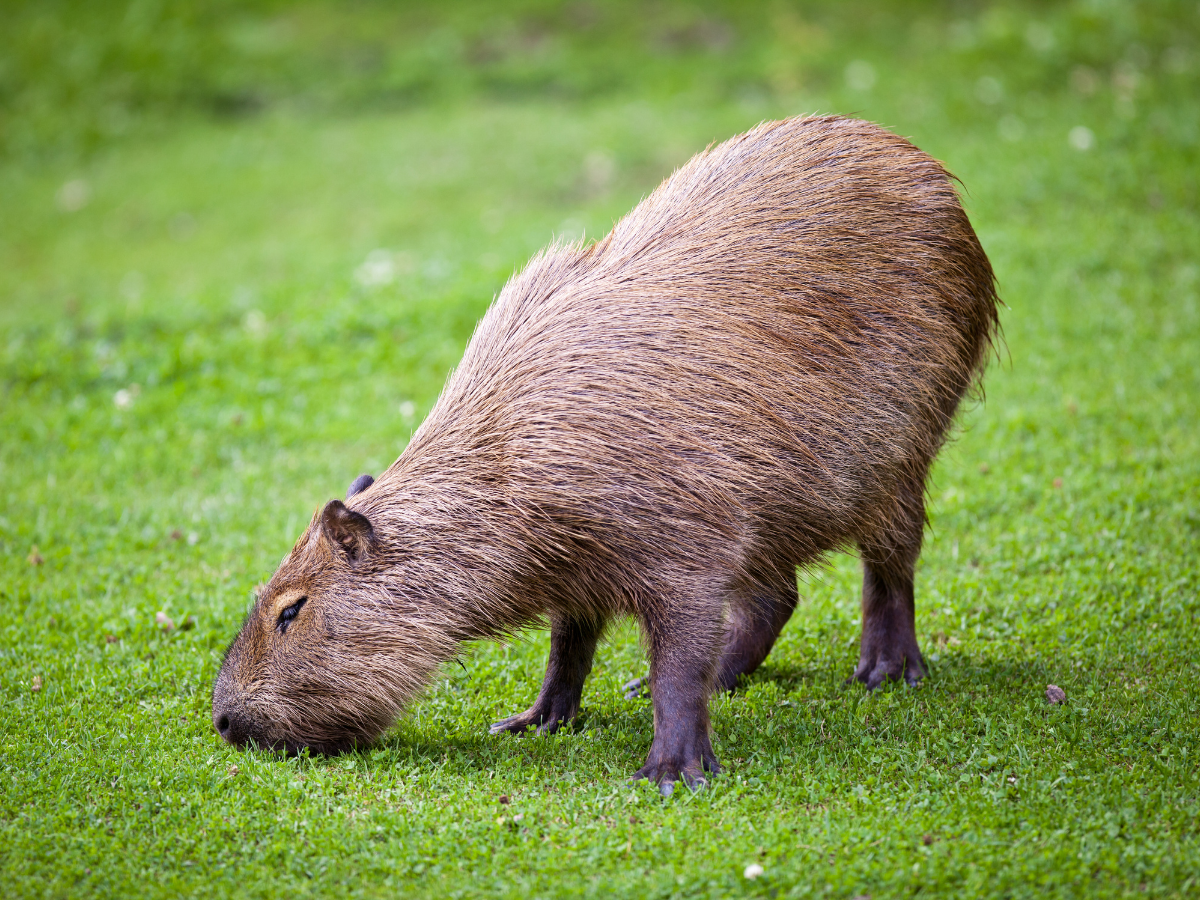 Gigantism In Animals