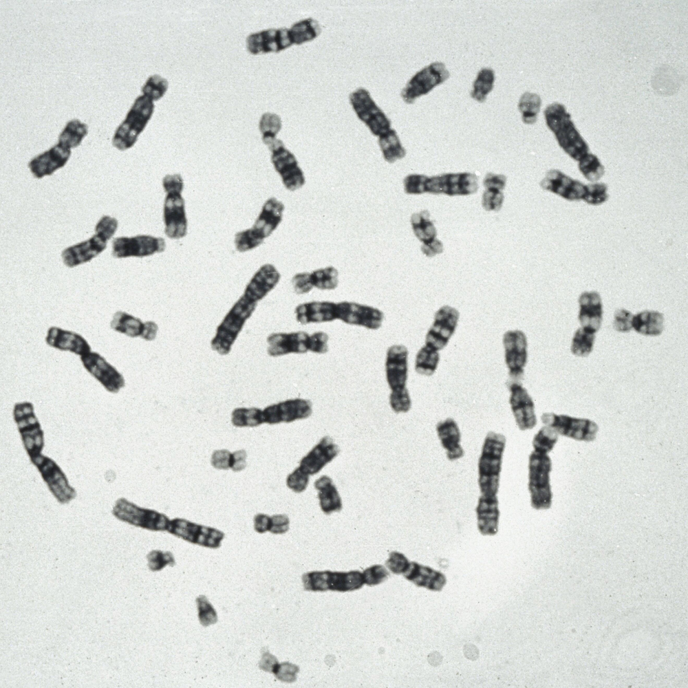 Would you Adam and Eve it? In search of our earliest genetic ancestors ...