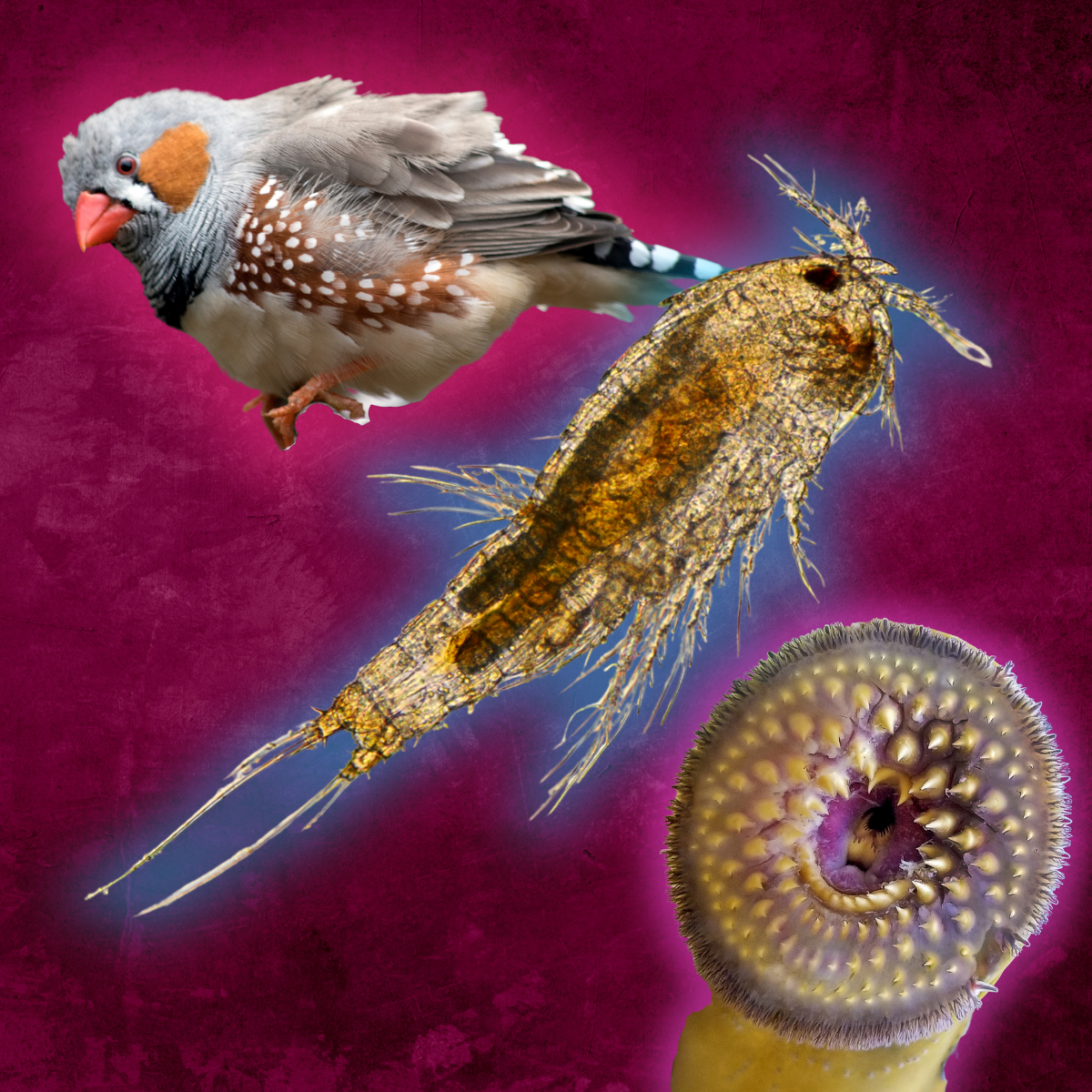 That’s so extra: Exploring the weird world of extrachromosomal DNA ...