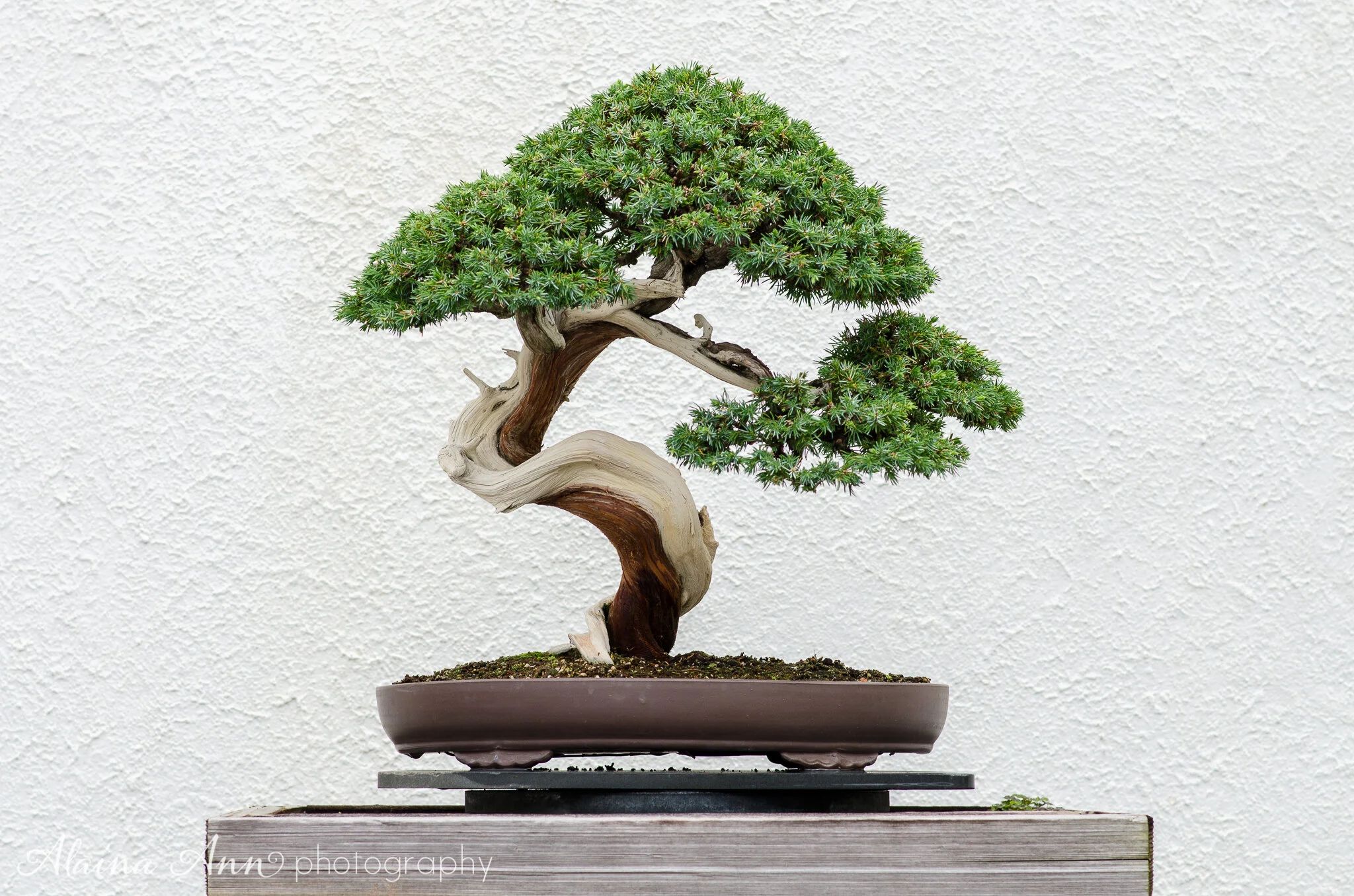 US National Arboretum — Alaina Ann