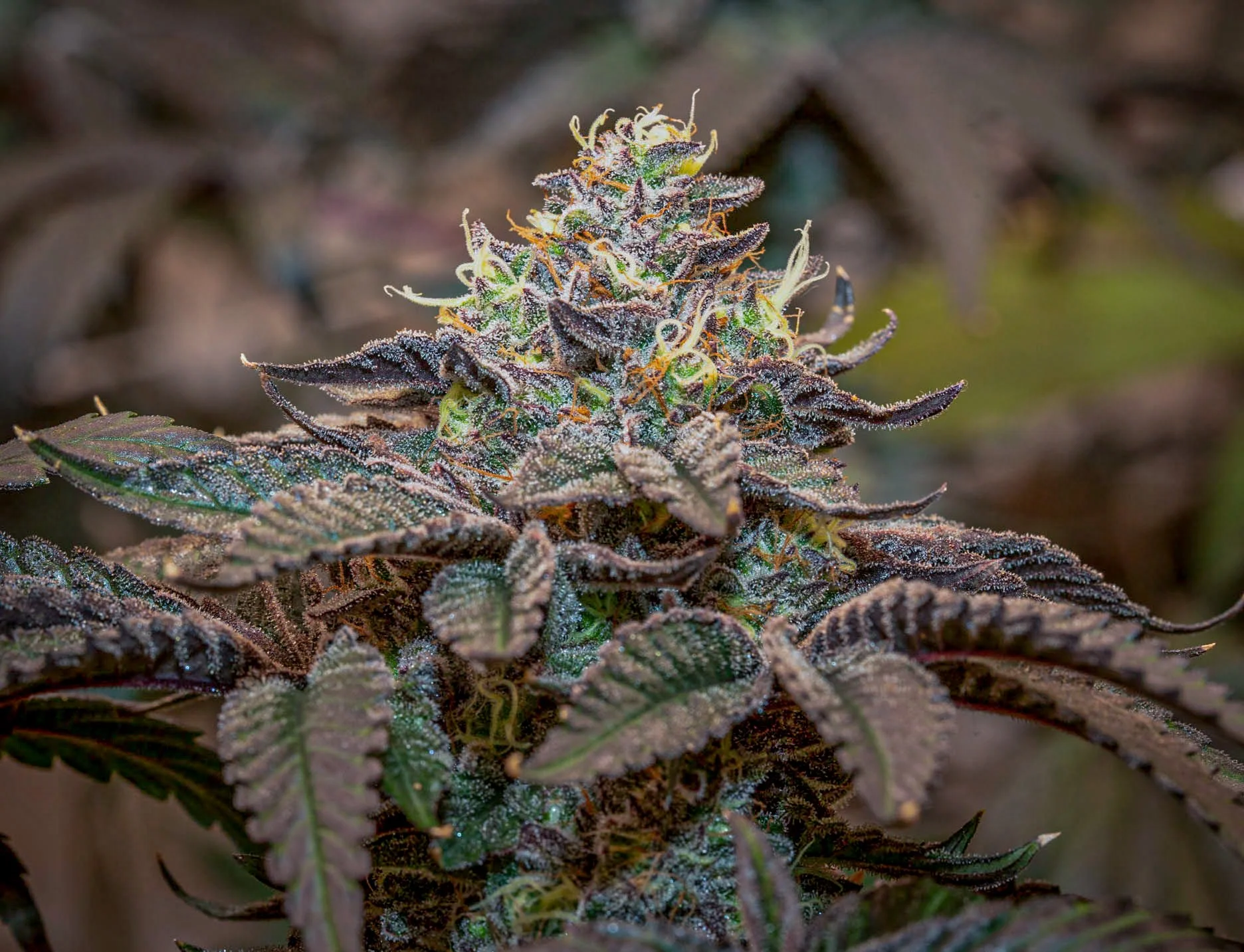 Cannabis Clones— Highline Nursery