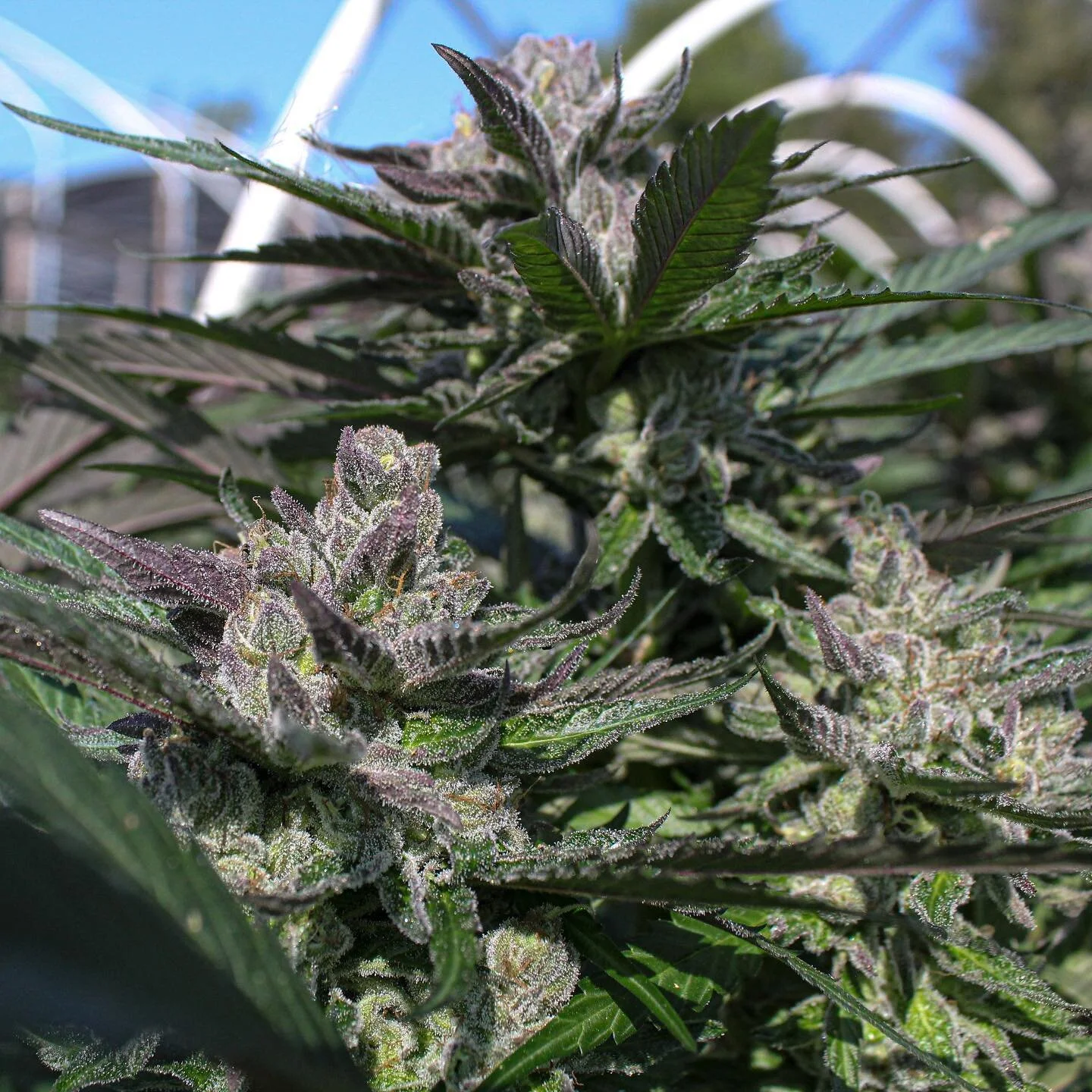 Cannabis Clones— Highline Nursery Humboldt