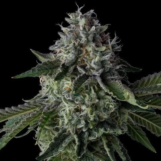 Cannabis Clones— Highline Nursery