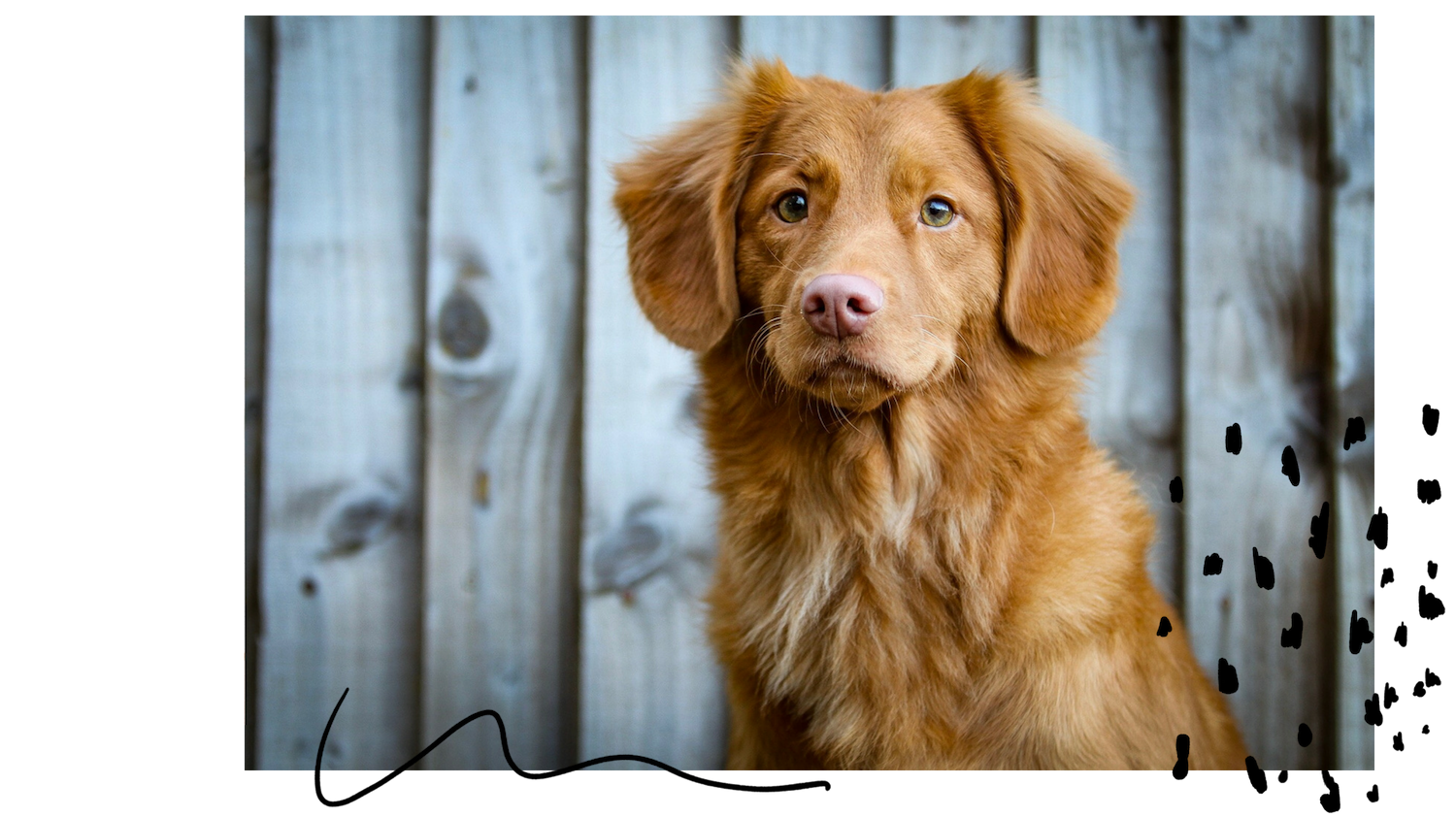 HUMANE SOCIETY OF IMPERIAL COUNTY Pet Adoptions