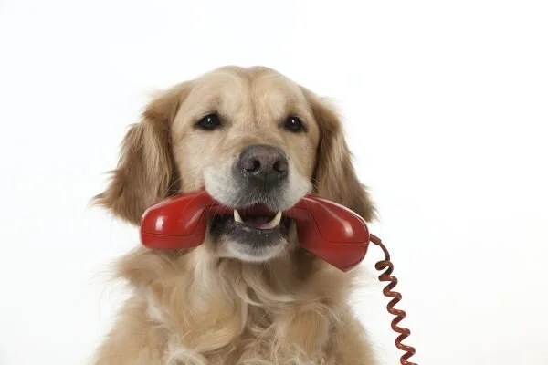 CONTACT — HUMANE SOCIETY OF IMPERIAL COUNTY