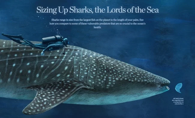 Sizing Up Sharks — Cool Infographics
