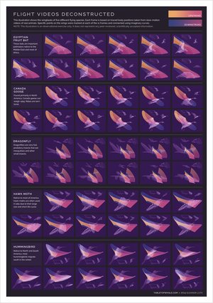 Flight Patterns Deconstructed — Cool Infographics