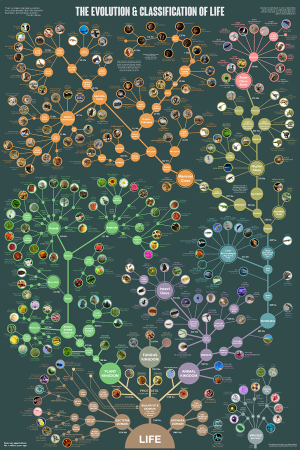 The Evolution of Life Poster — Cool Infographics