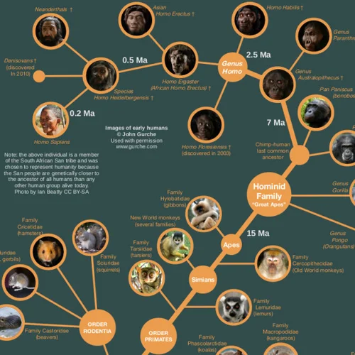 The Evolution of Life Poster — Cool Infographics