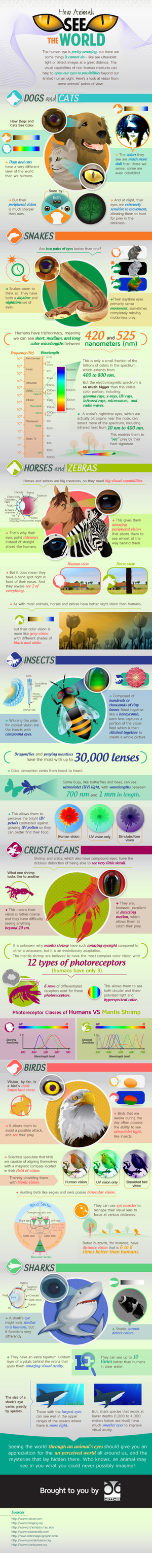 How Animals See The World — Cool Infographics