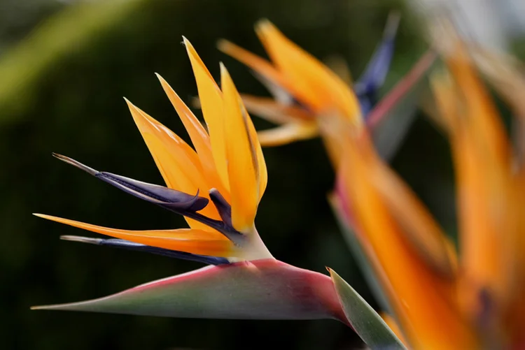 Dry tropical garden — x Gardens of Delight