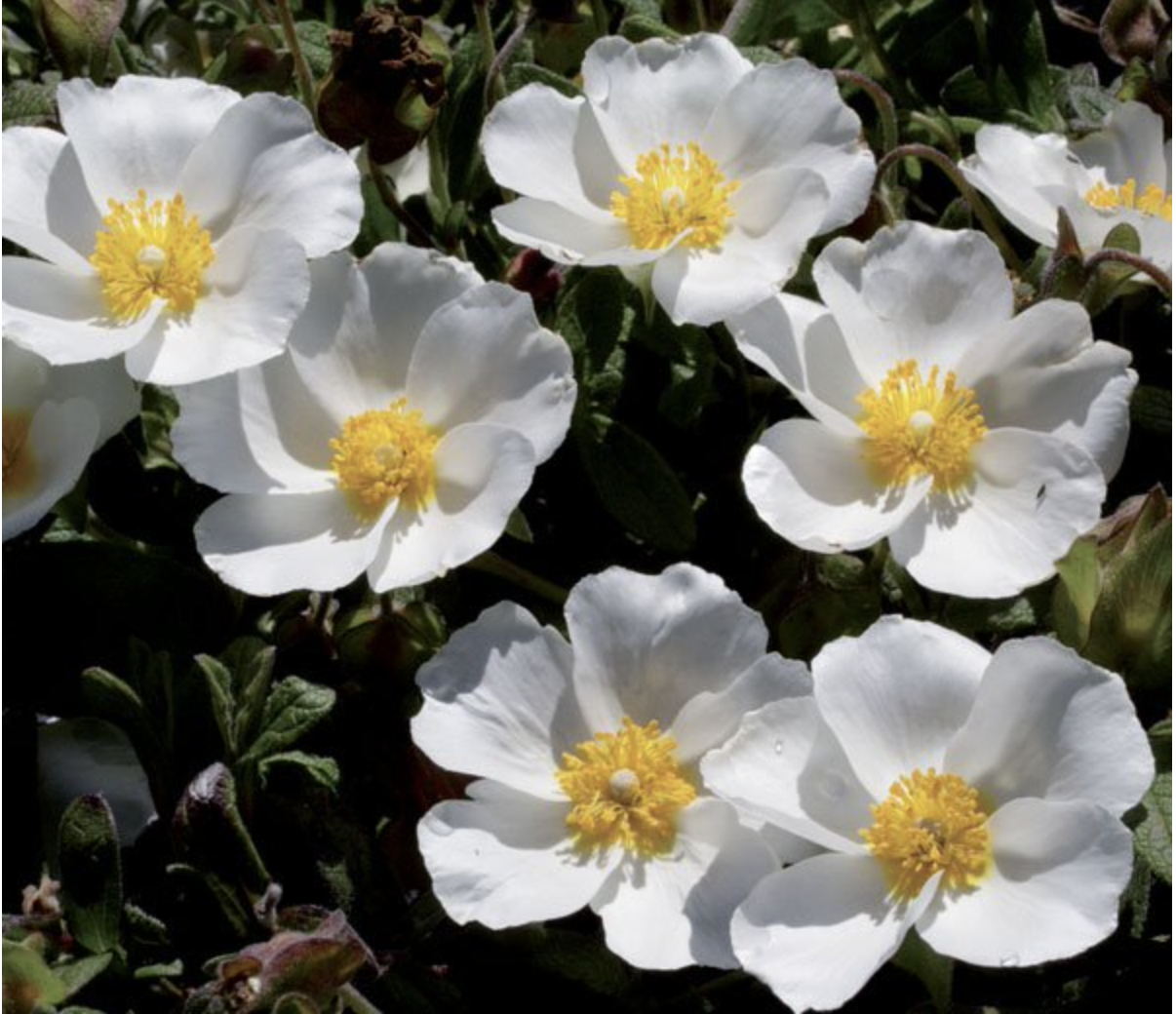 Tropical Hideaway - Dandenong — x Gardens of Delight