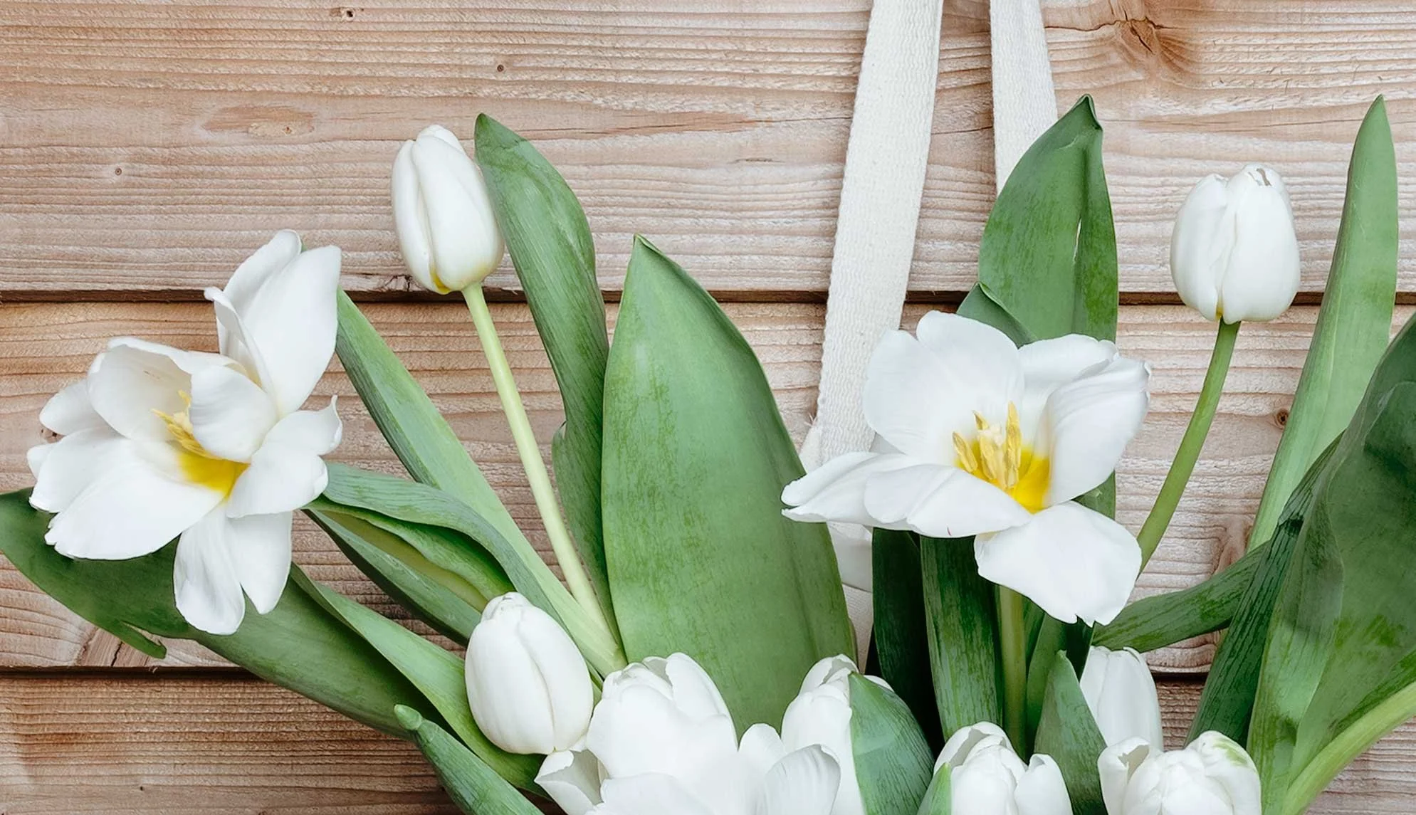 Dried Flowers — Arcade Flowers | Dorset & Hampshire Artisan Florist