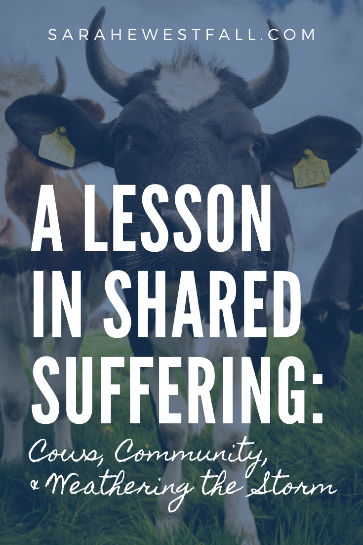 A Lesson in Shared Suffering: Cows, Community, and Weathering the Storm